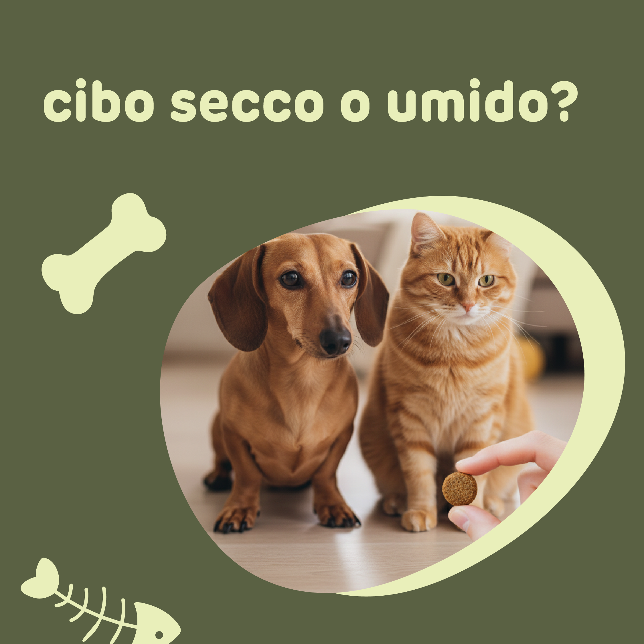 Cibo secco e umido per cani e gatti: guida completa all’alimentazione ...